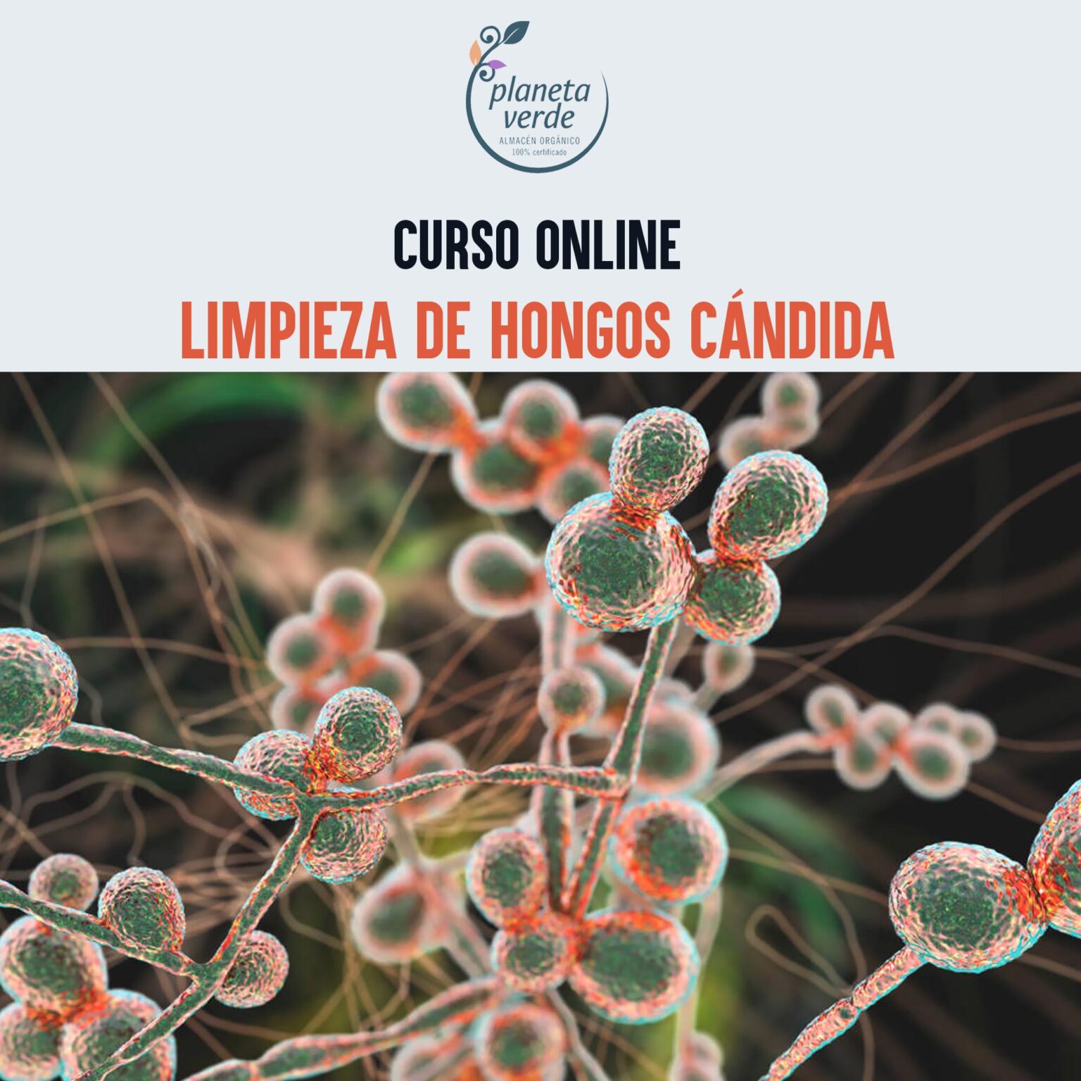 Cursos Online: Limpieza del Hongo Cándida - Planeta Verde